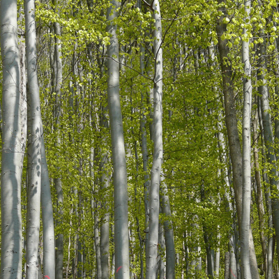 Women's V Neck Cotton Modal Blend T-shirt | Lavender Hill Clothing