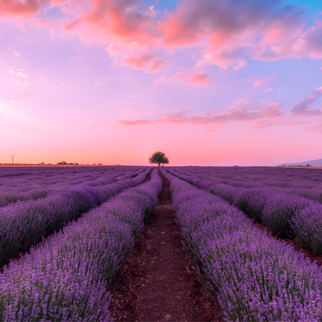 Lavender Allergy: Understanding Causes, Symptoms, and Treatments (2024)